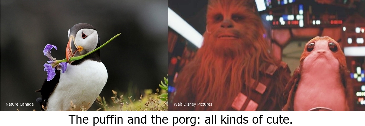 In STAR WARS: THE LAST JEDI, they’ve got porg-sonality | Cinezine Kane